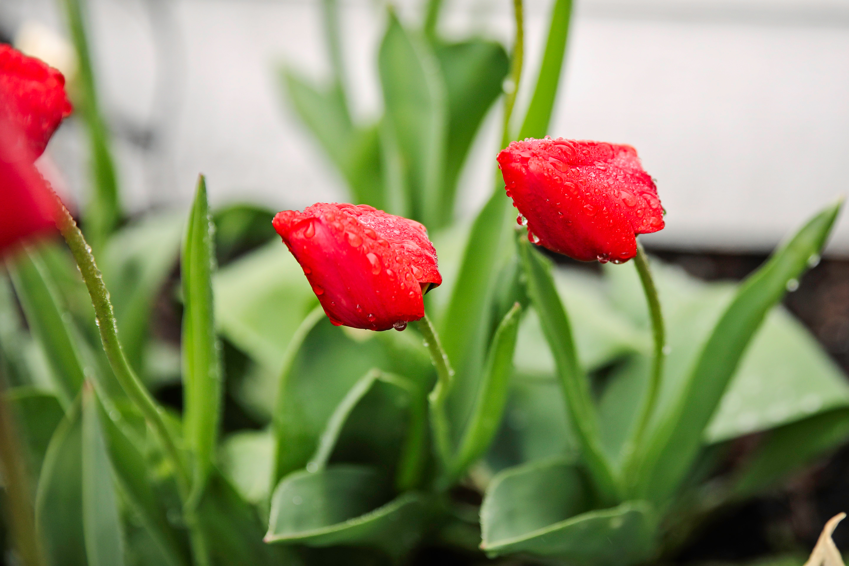 April Showers Bring... Over Five Inches of Rain for the Month | True ...